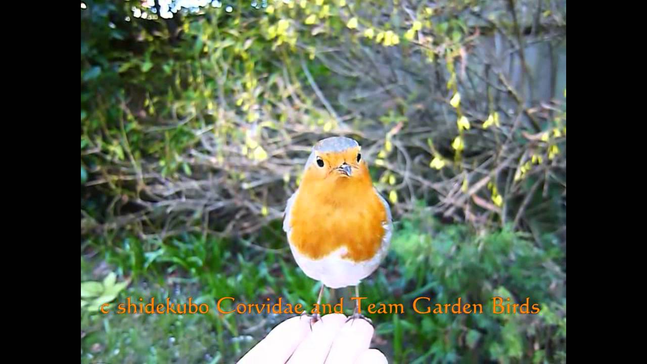 Angry Robin on my hand - YouTube
