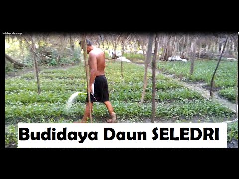 BUDIDAYA SELEDRI daun SOP #DUMAMI Solok - YouTube