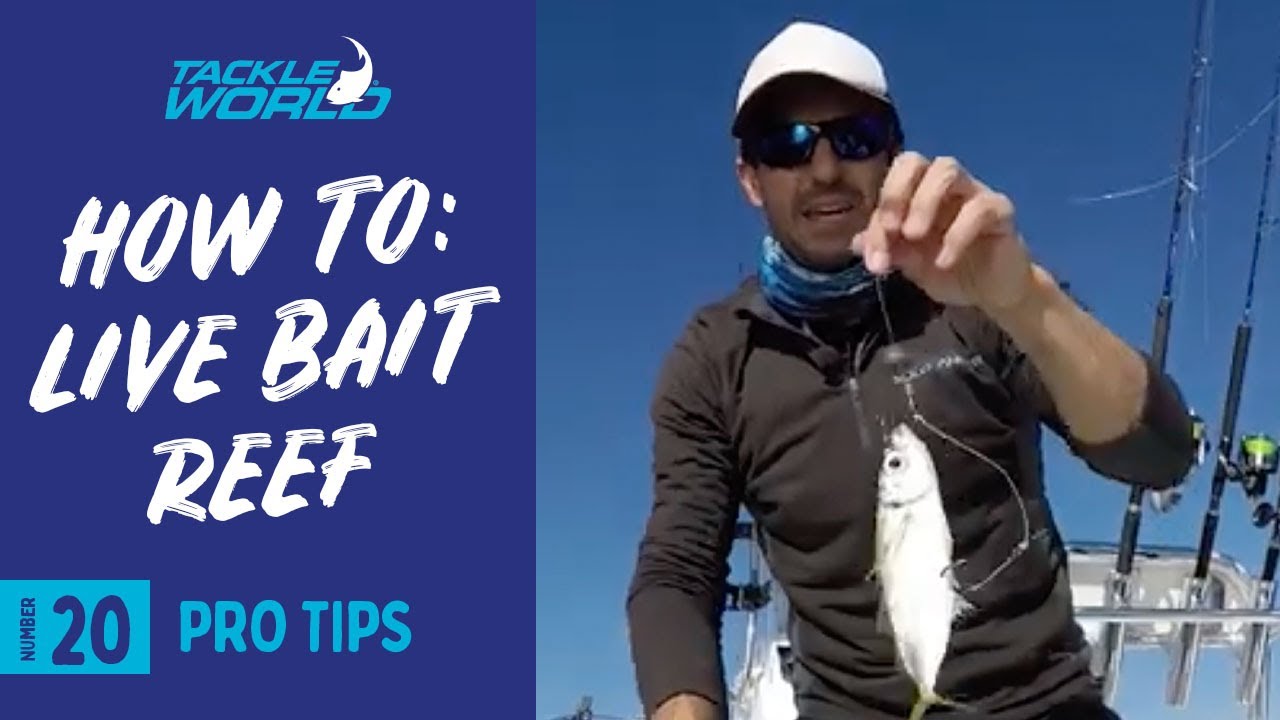 How To Master Reef Fishing with Live Bait - YouTube