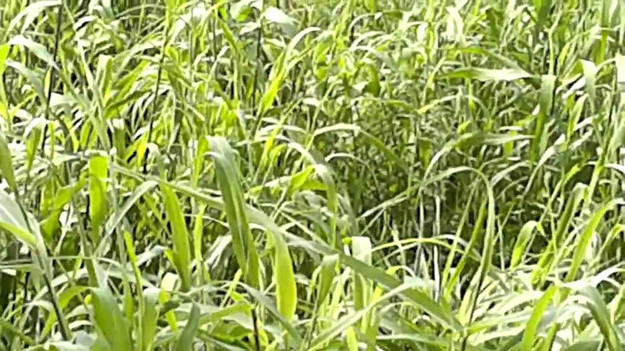 PALMAROSA Cymbopogon martini [Seeds, Slips & Oil ] [Supplier & Exporter ...