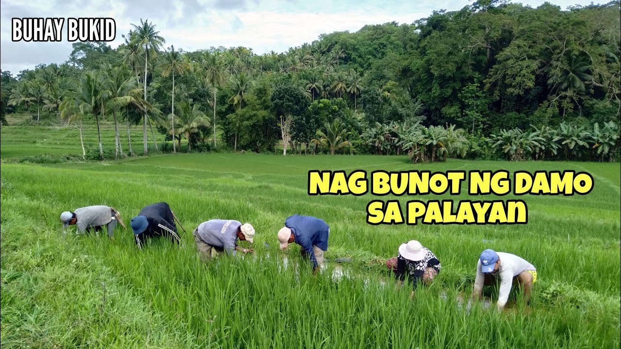 BUHAY BUKID | NAG BUNOT KAMI NG DAMO SA PALAYAN | PAANO MAG ALAGA AT ...