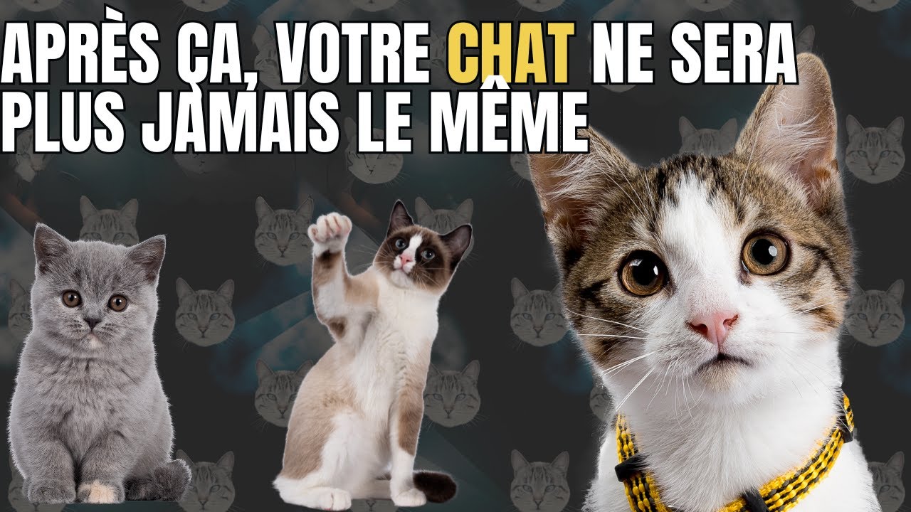 Les Secrets Incroyables des Chats : Ce que Vous Ne Savez Pas Encore ...