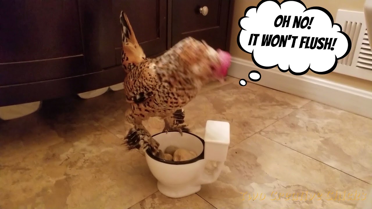 FlockSuit Chicken Diapers - YouTube