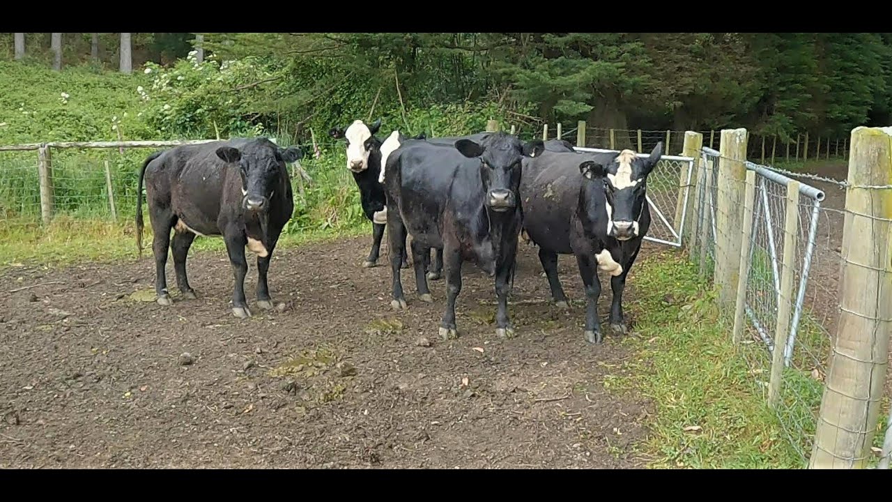 Selling Beef Cows $$... How much did we make? - YouTube