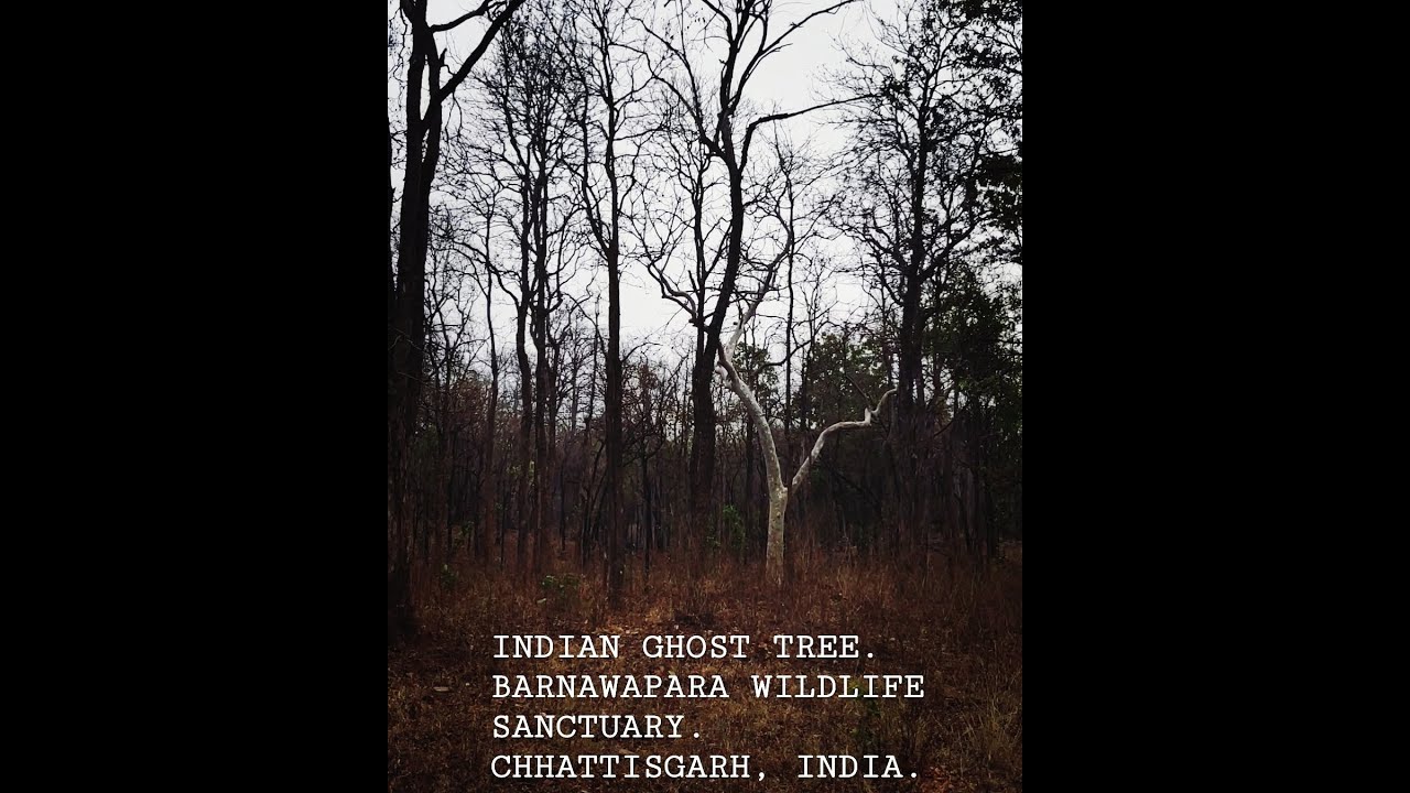 INDIAN GHOST TREE | Found in Barnawapara Wildlife Sanctuary,Mahasamund ...