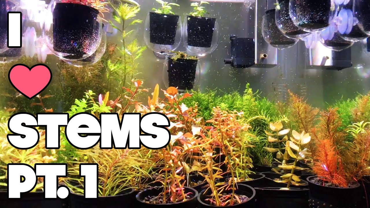 I ️ Stems Pt.1 - Freshly Planted Nursery Tank - 16 Gallon Nursery Tank ...