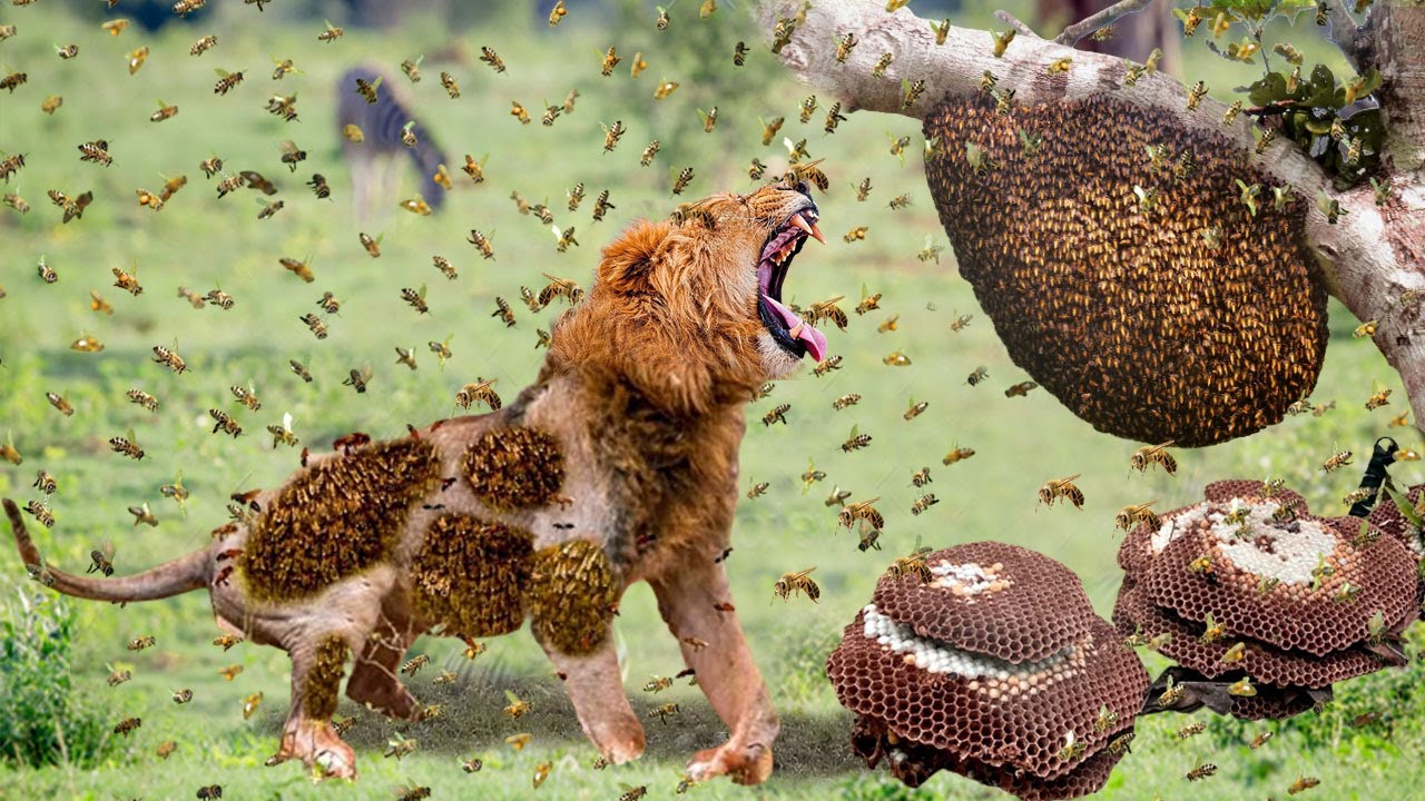 The Lion Was Attacked By Thousands Of Bees And What Happened? Buffalo ...