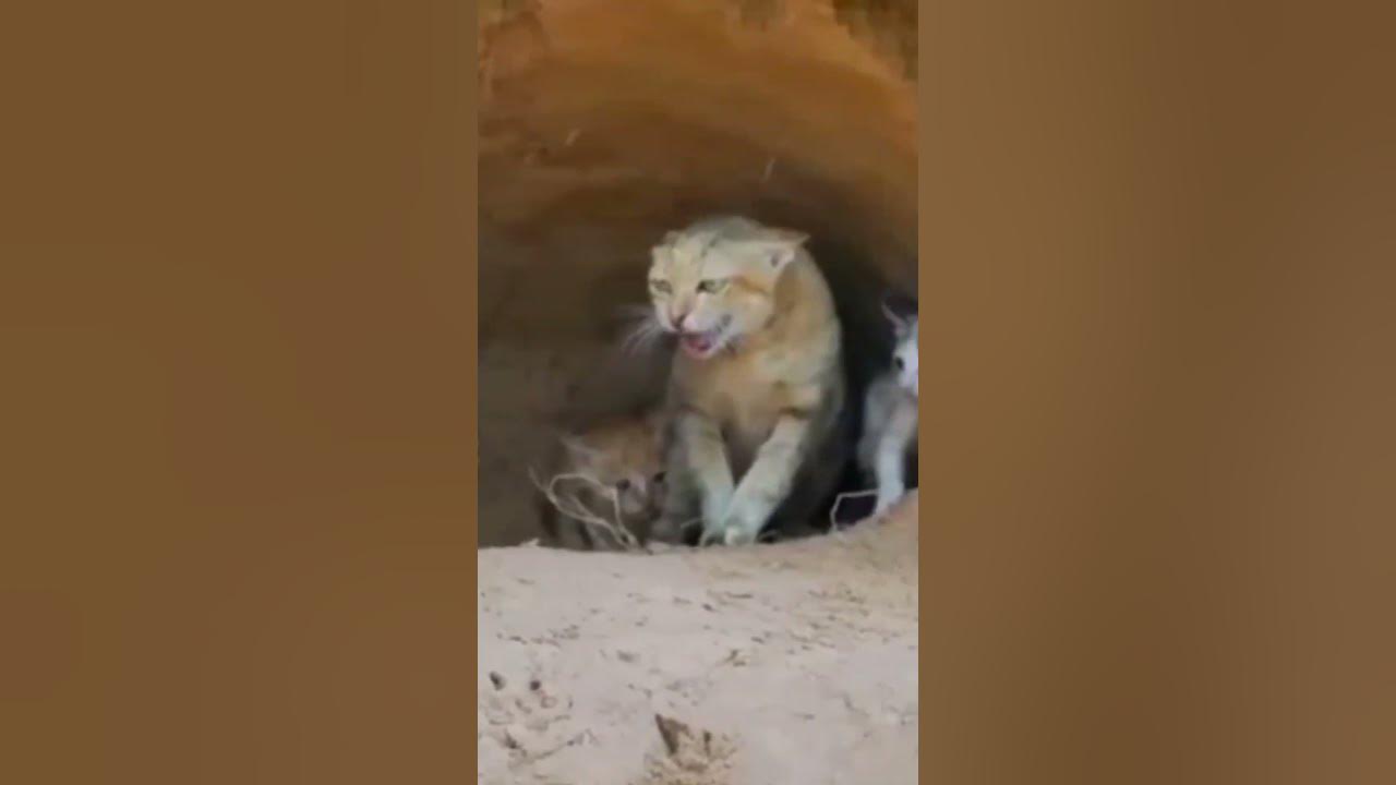 cuts protect her kittens from phyton |Snake attack 😱😾😾 # ...