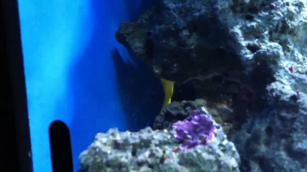 My 92 gal bow front corner aquarium - YouTube