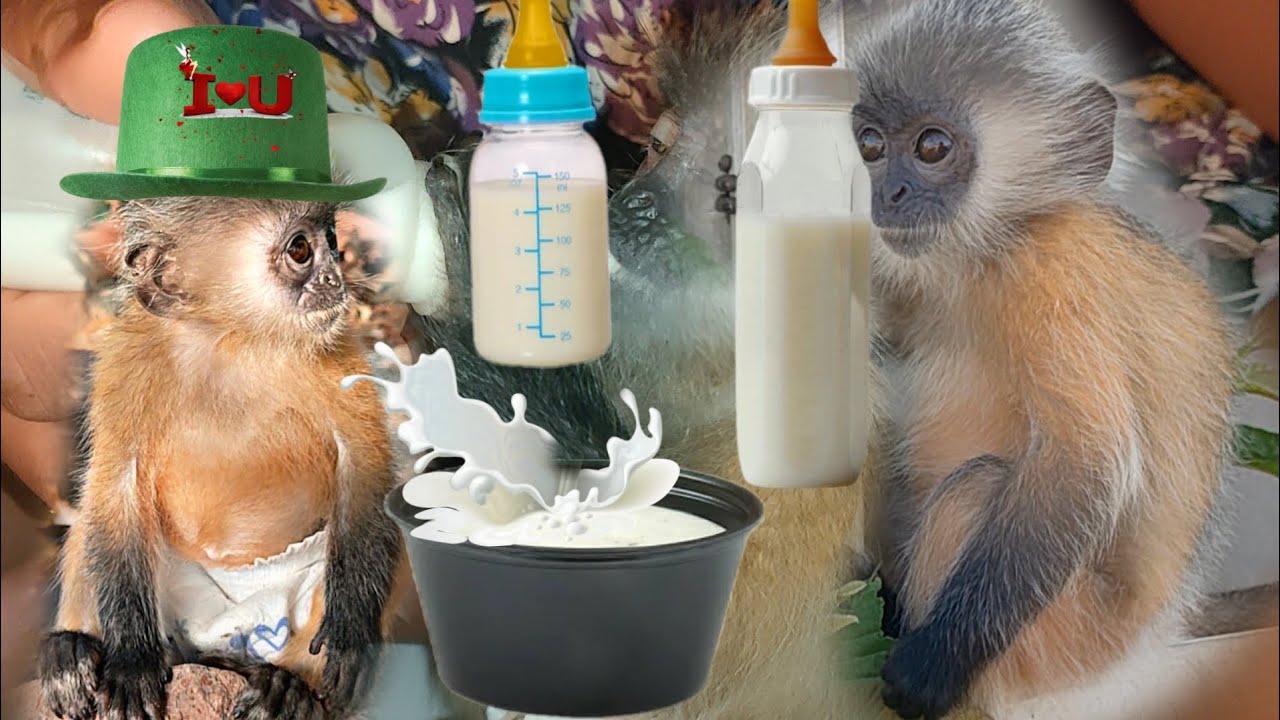 Baby monkey capuchin getting milk night time big milk for baby monkey - milk for newborn baby ...