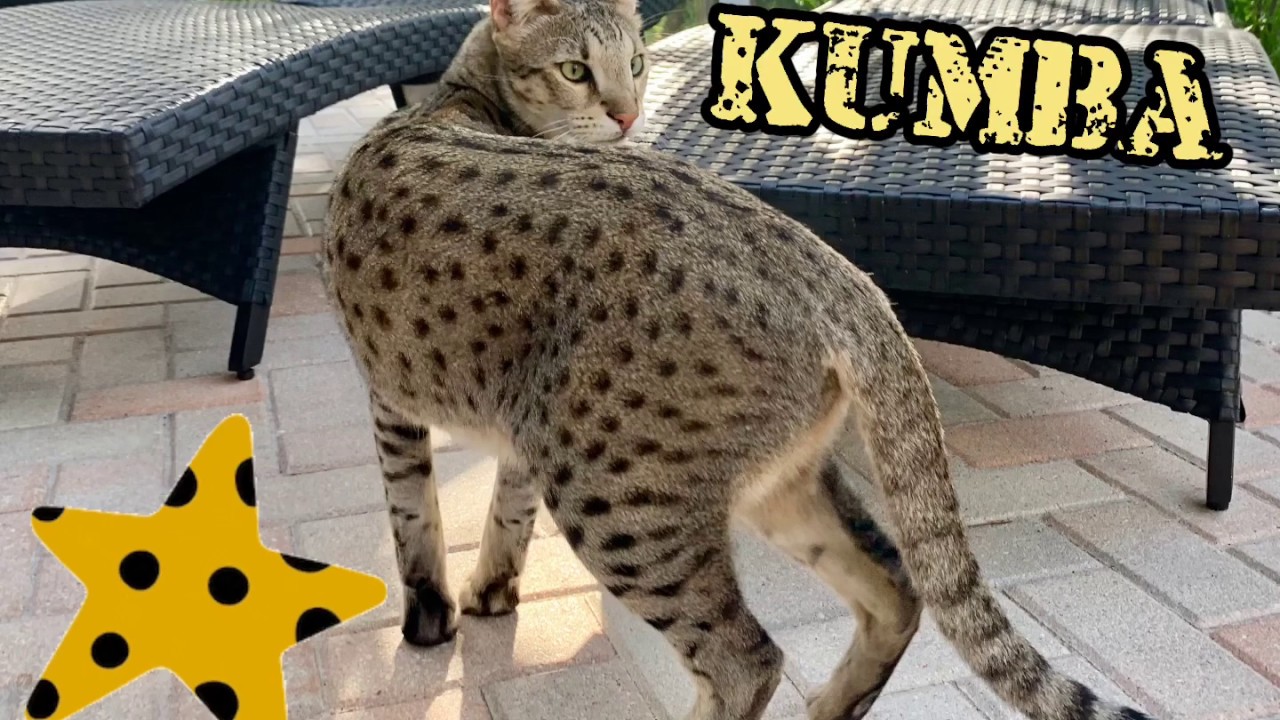 Big Cat Kumba Watching Squirrels And Eating His Food Outside - YouTube