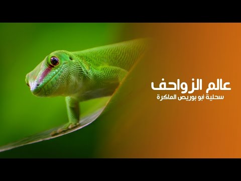 عالم الزواحف أرض سحلية أبو بوريص الماكرة التي تستوطن الغابات المطيرة ...