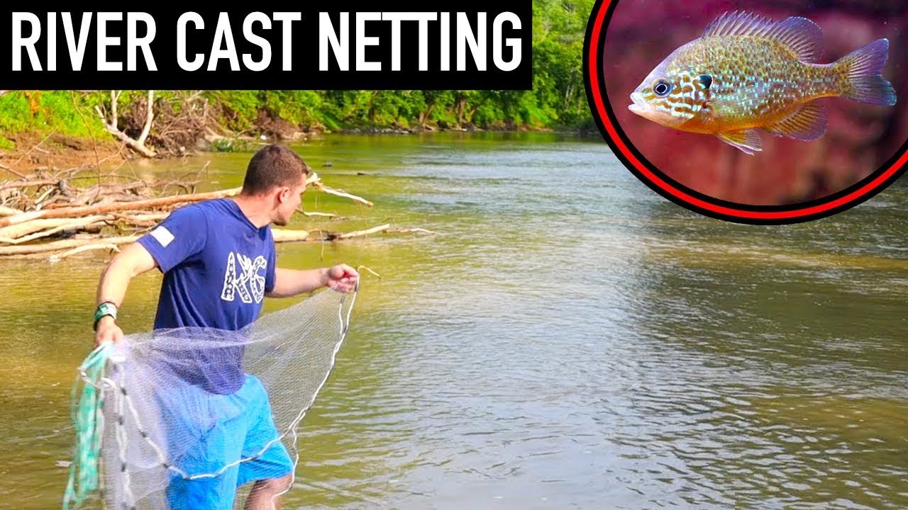 River Cast Netting to Stock our POOL POND! - YouTube
