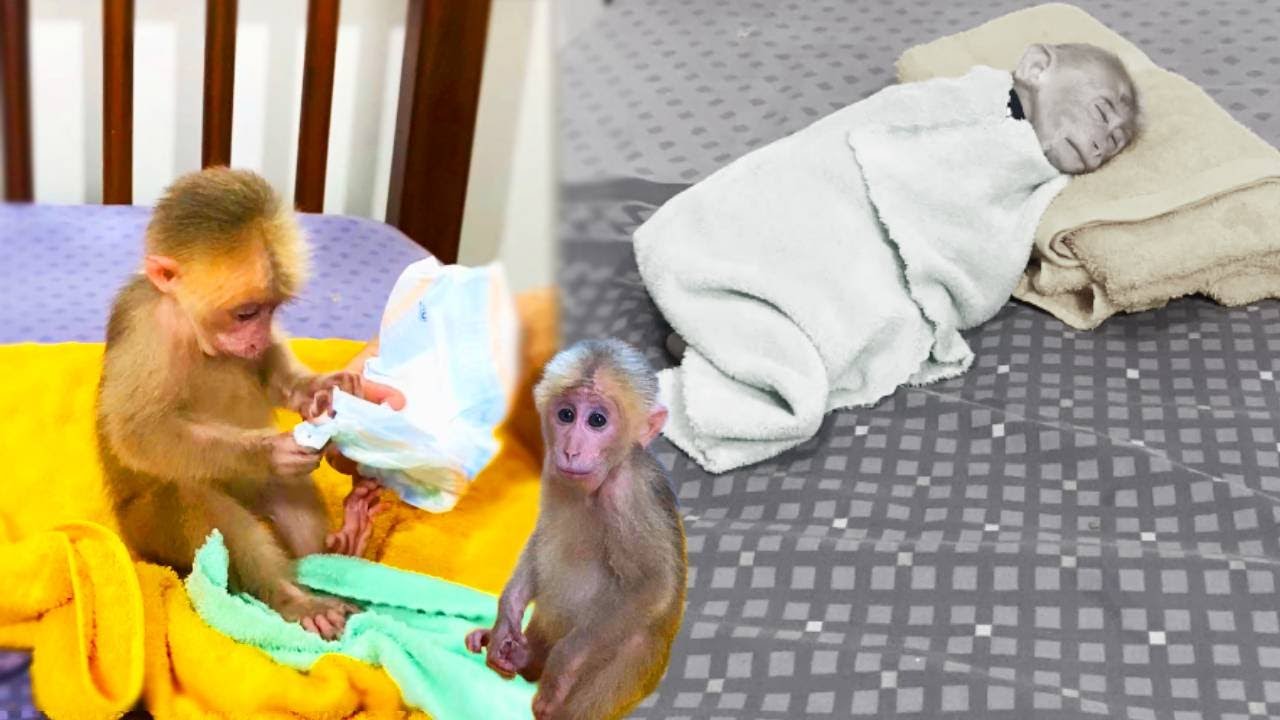 Adorable Icy Baby Monkey waiting for Daddy to wearing diaper and ...