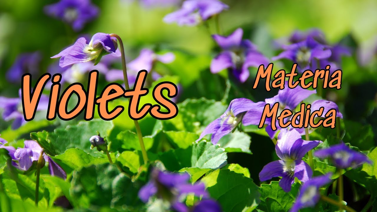Materia Medica: The Many Varieties of Violets and Their Herbal Power ...
