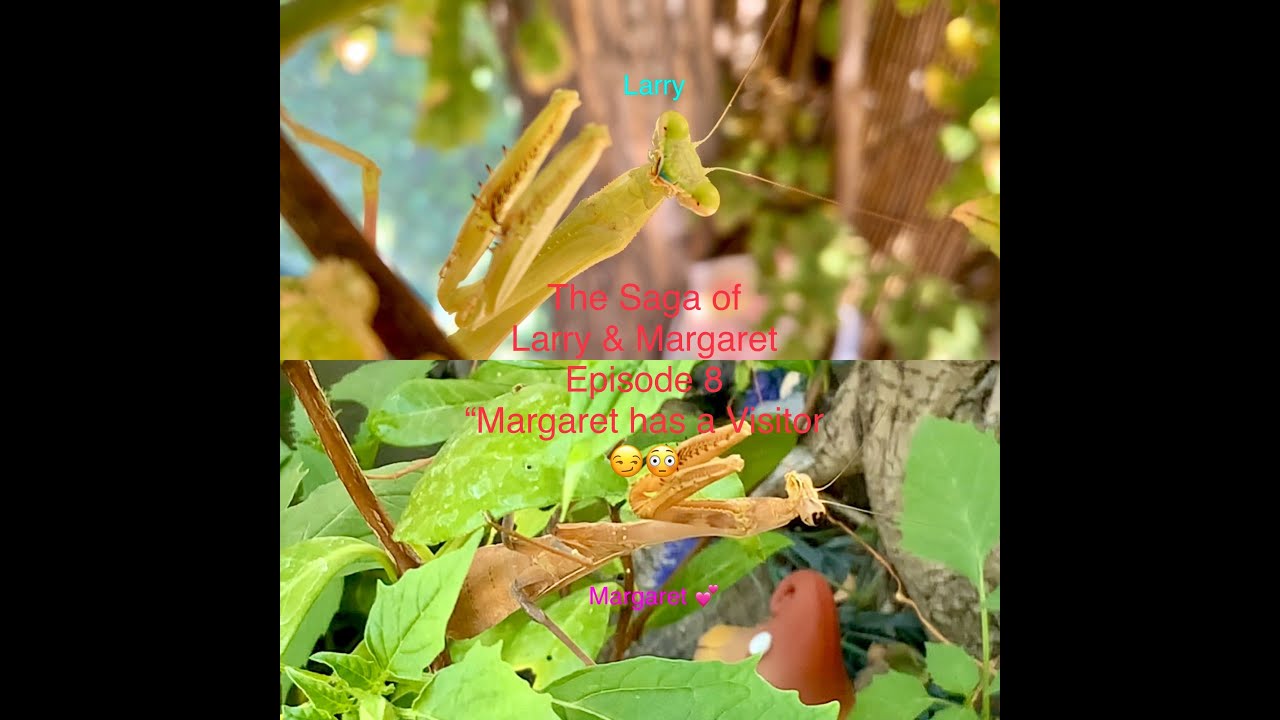 Insects Praying Mantis: The Saga of Larry and Margaret continues ...