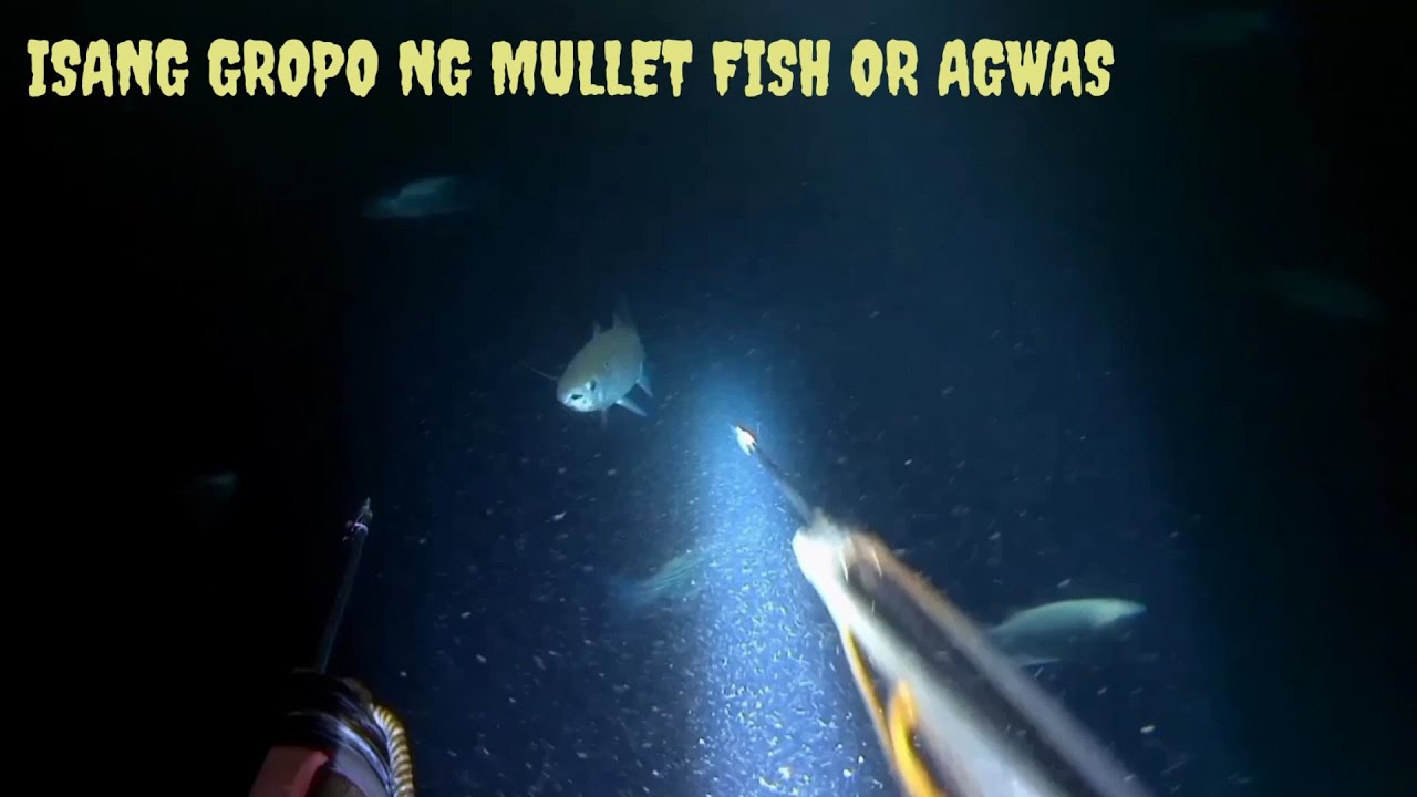 EP 85: ISANG GRUPO NG MULLET FISH OR AGWAS NIGHT SPEARFISHING - YouTube