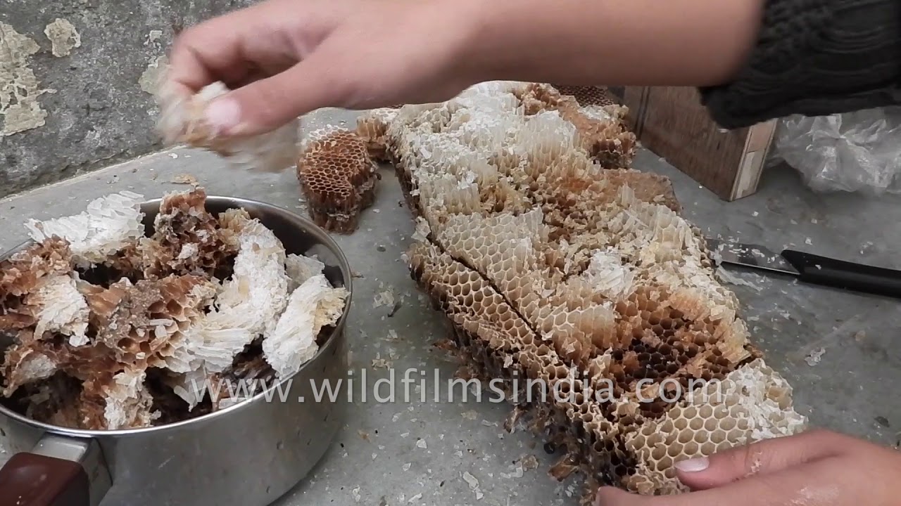 Honey bee hive converted into wax - entire process - YouTube