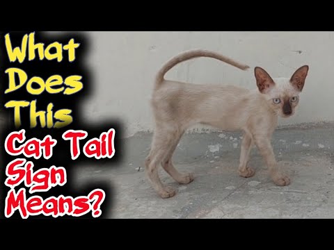 What Does This Cat Tail Sign Means? Cat Tail Language: What Your Feline ...