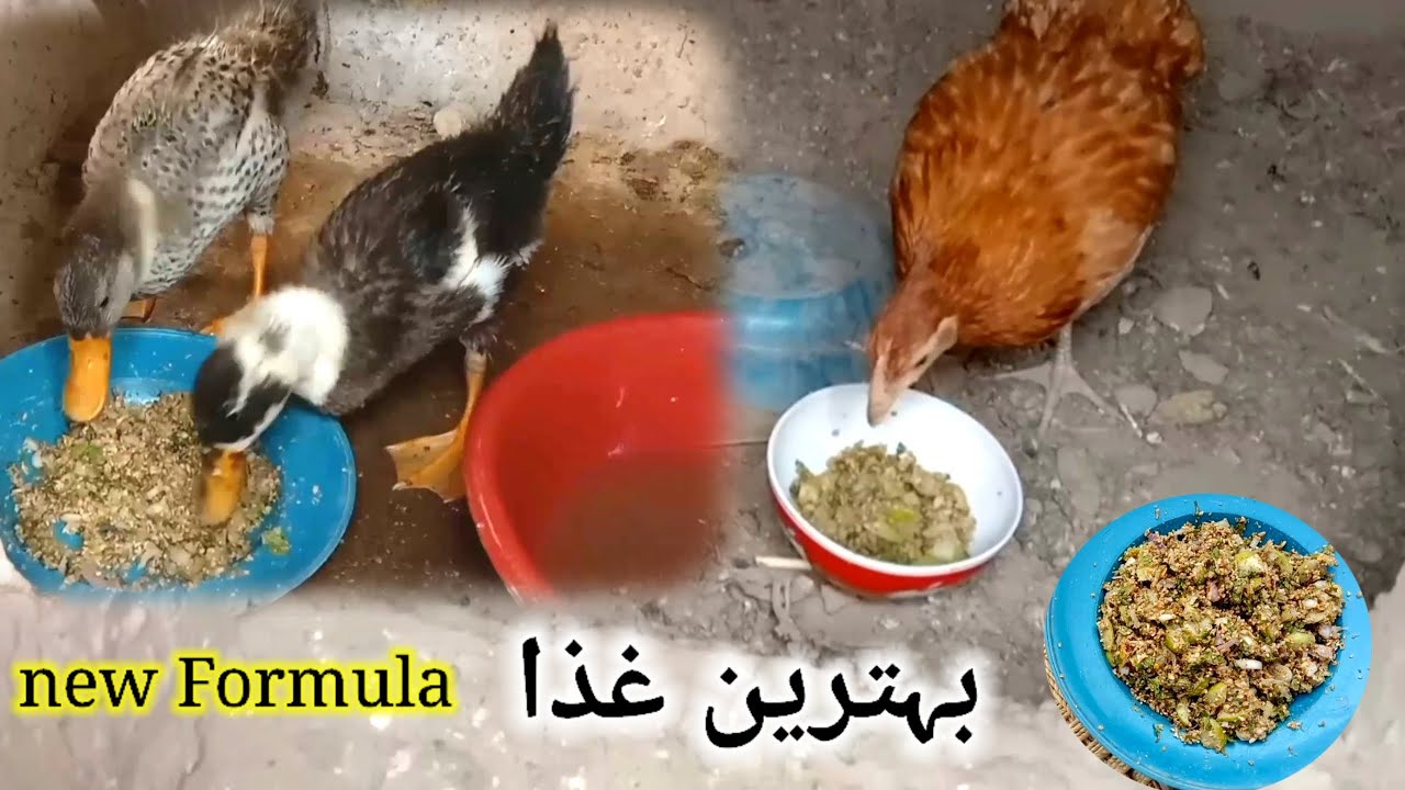 Homemade chicken organic feed | chicken feed | murgi ki khurak - YouTube