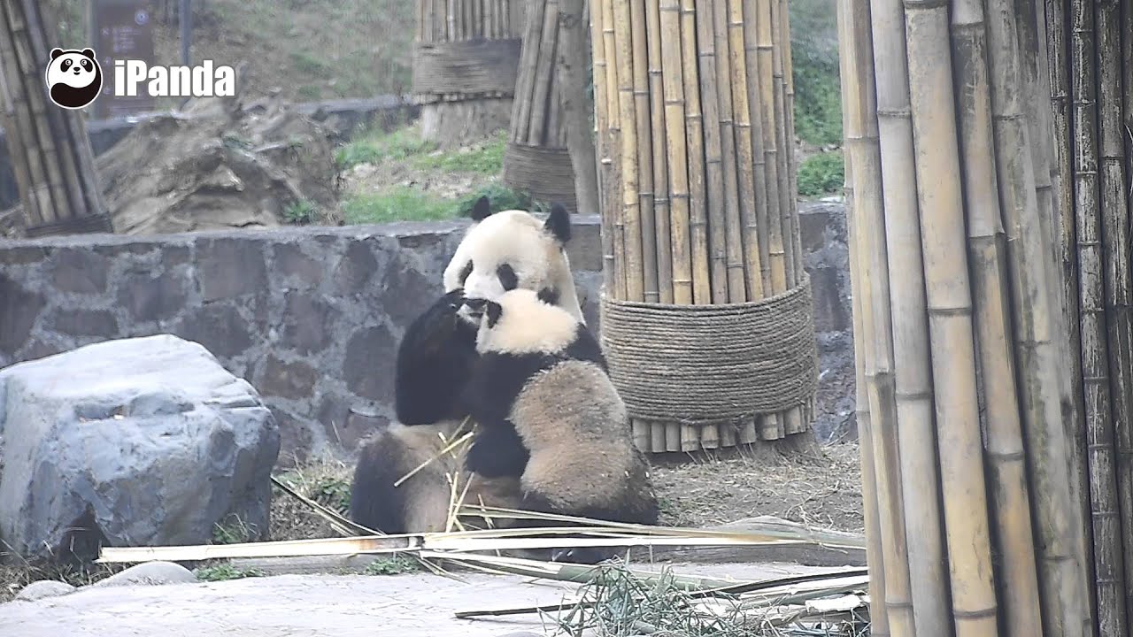 Panda Mama Annoyed by Her Naughty Cub - YouTube