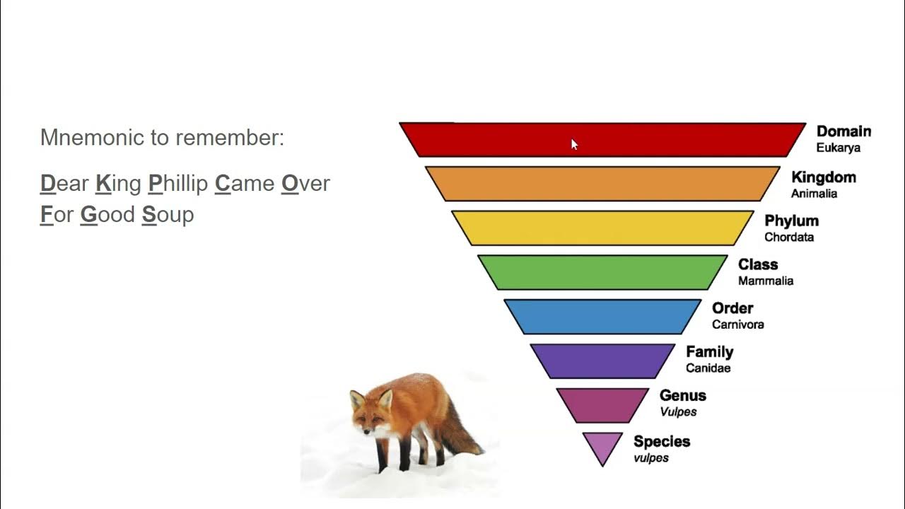 8.1 Levels of Hierarchy and Classification - YouTube