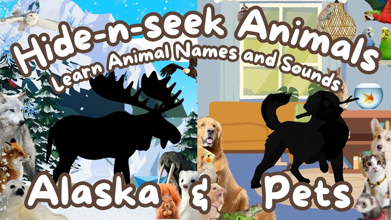 Toddler Learning | Hide-and-Seek Animals | Polar & Pet Animal Names and ...