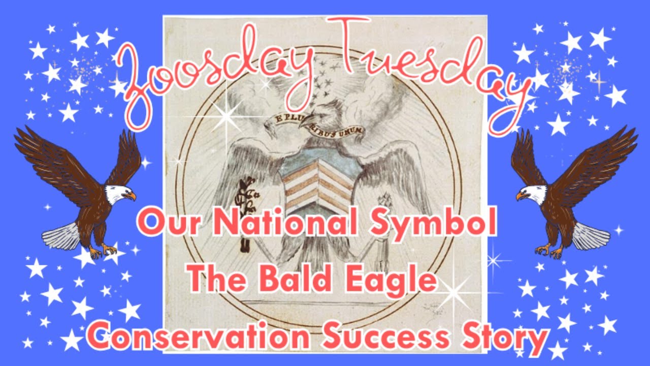 Zoosday Tuesday and the Bald Eagle Protection Act - YouTube