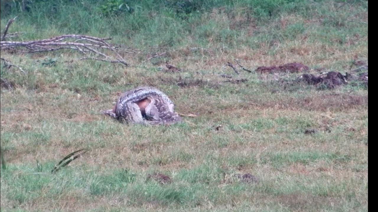 MASSIVE AFRICAN PYTHON IMPALED by Impala Horns - YouTube