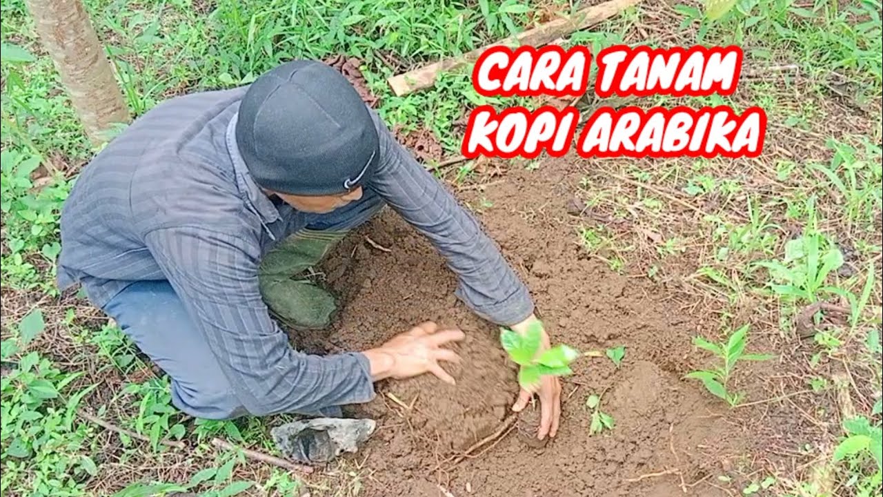 cara tanam kopi arabika - YouTube