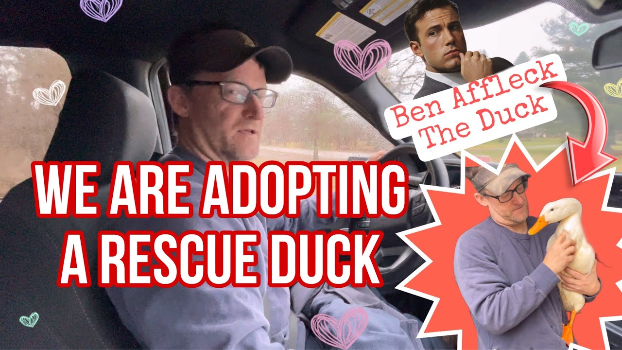 We are Adopting A Rescue Duck Named Ben Affleck - YouTube
