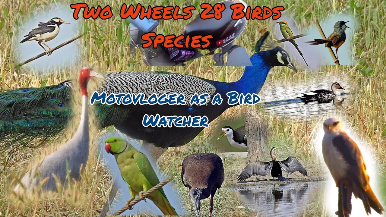 On the Road & Under the Sky: Delhi to Mandothi Birding Expedition - YouTube