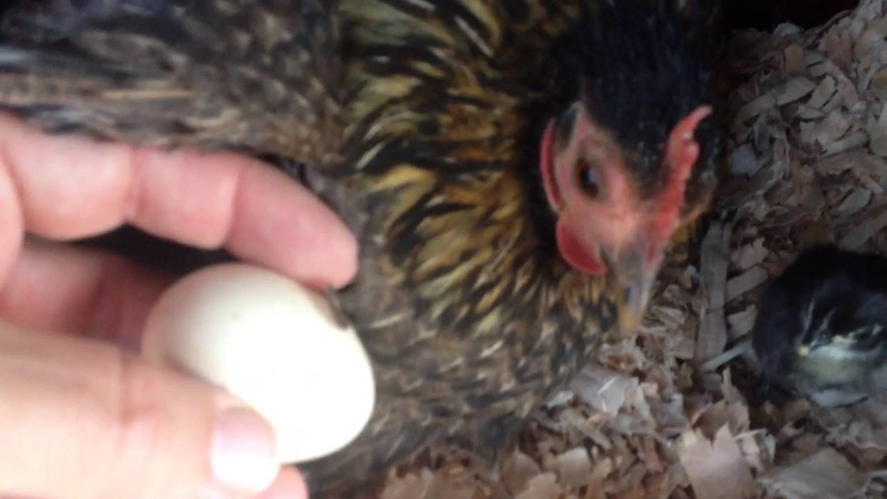 Winter chicks hatching , oh no!! - YouTube