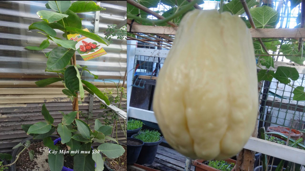 Trái Su Trắng ( White Choko Fruit). - YouTube