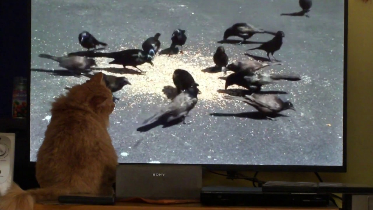 My cat reaction to birds footage (unplugged) - YouTube