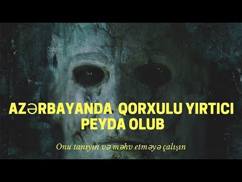 Azərbaycanda şirdən betər yırtıcı peyda olub