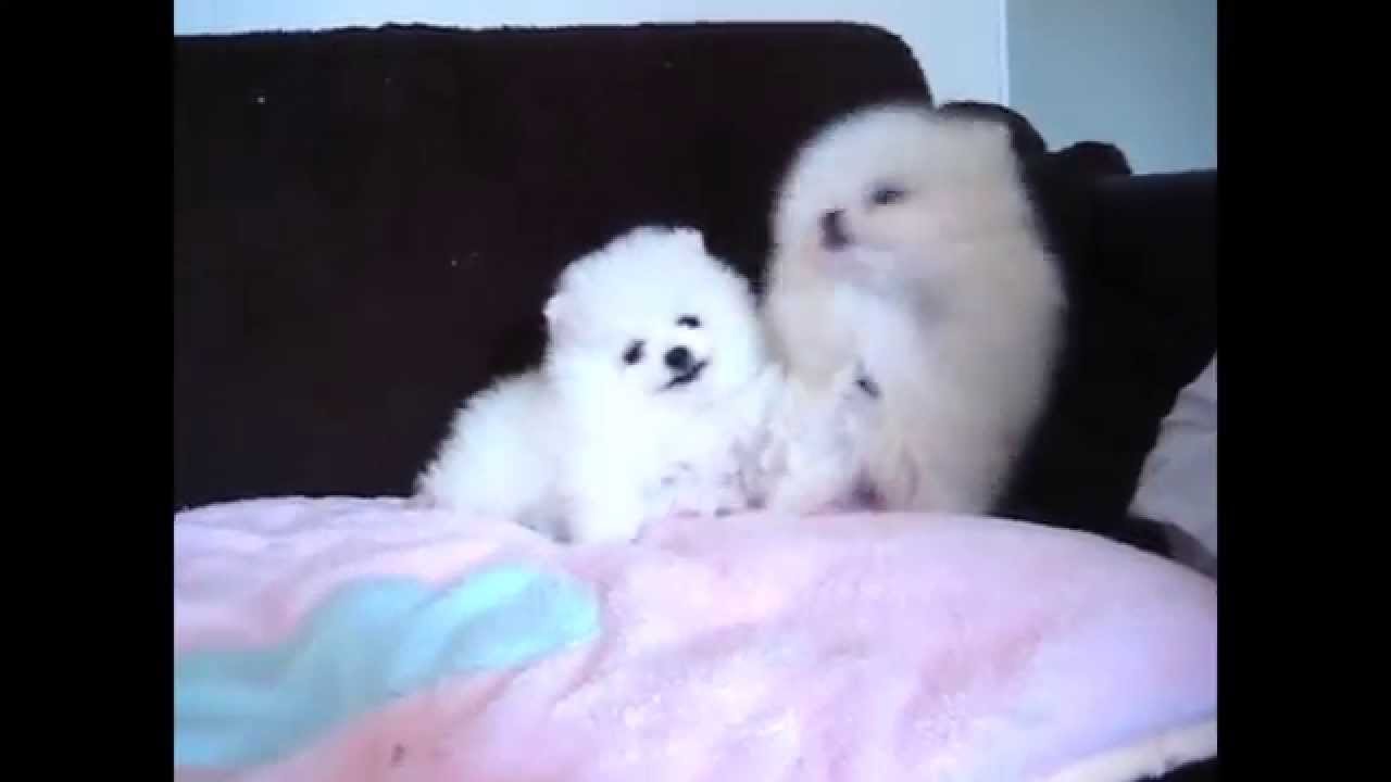 pure white tea cup tiny size Pomeranian puppies playing teddy bear toy ...