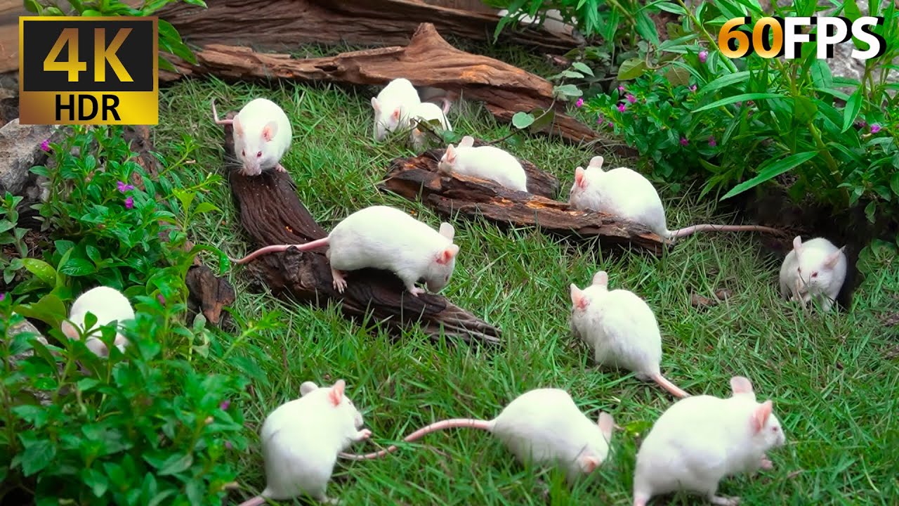 Cat TV Mice: Mice Exploring and Resting in a Tranquil Forest - YouTube