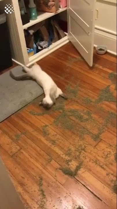 Cat Finds Huge Bag of Catnip - YouTube