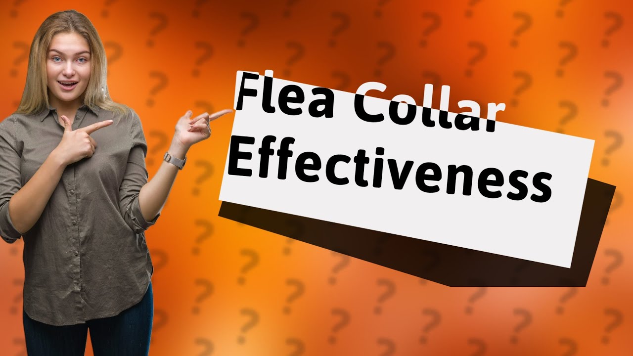 Do flea collars work? - YouTube