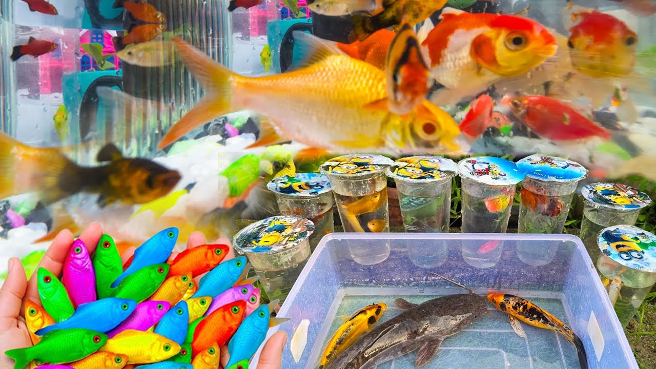 Dust To Fresh Water Shifting Gold Fish, Nion Tetra, Platy, Colorful ...