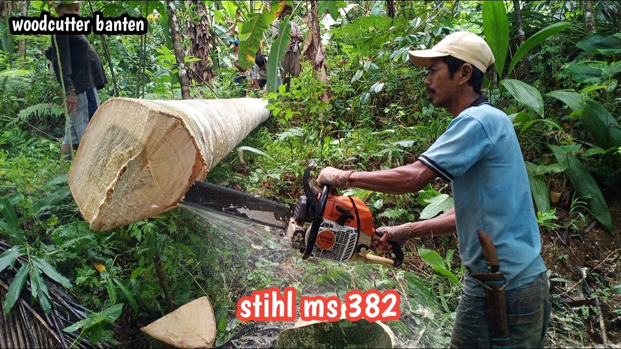 TEBANG KAYU MANGLID DI TEMPAT ANGKER KABAR DARI MASYARAKAT SETEMPAT ...