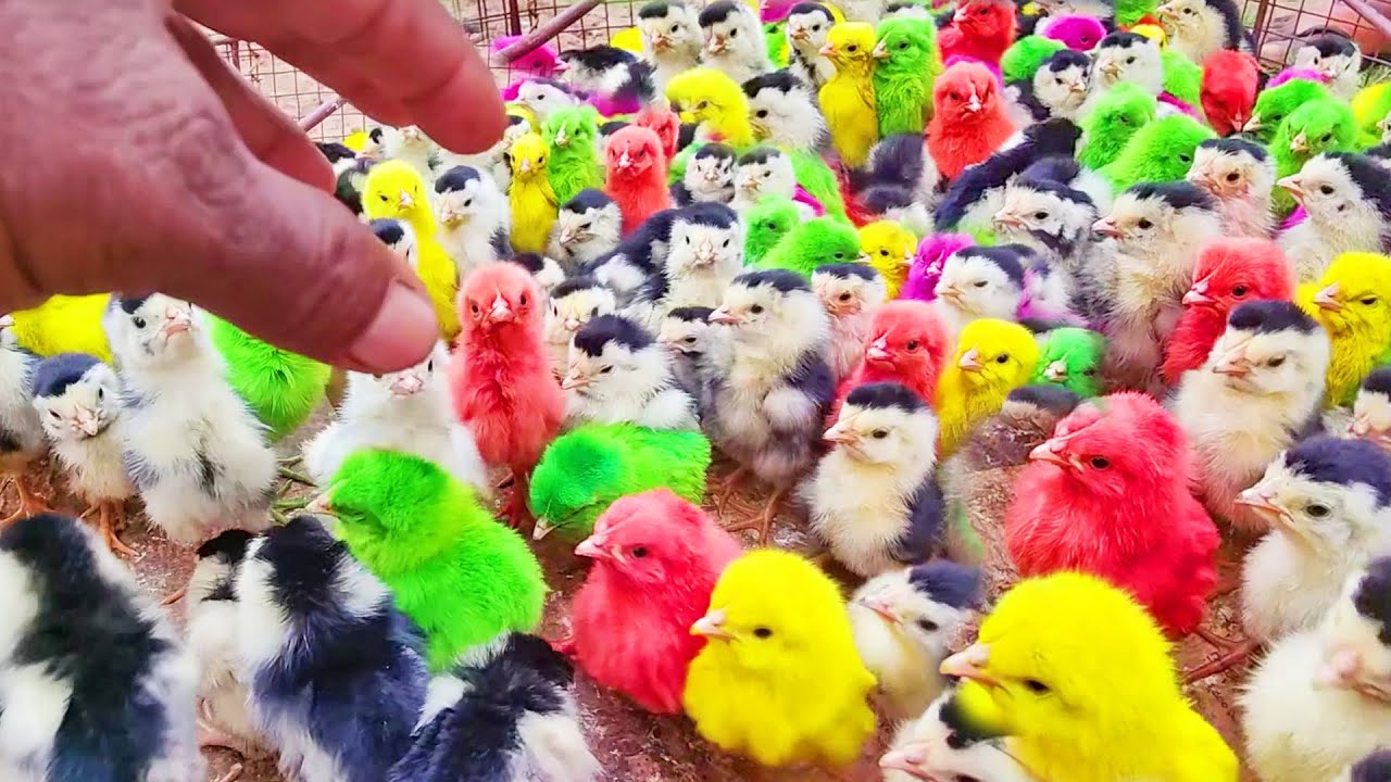 Pretty MURGI CHICKS "Chirping Sounds" Color Chickens | ARCOÍRIS ...