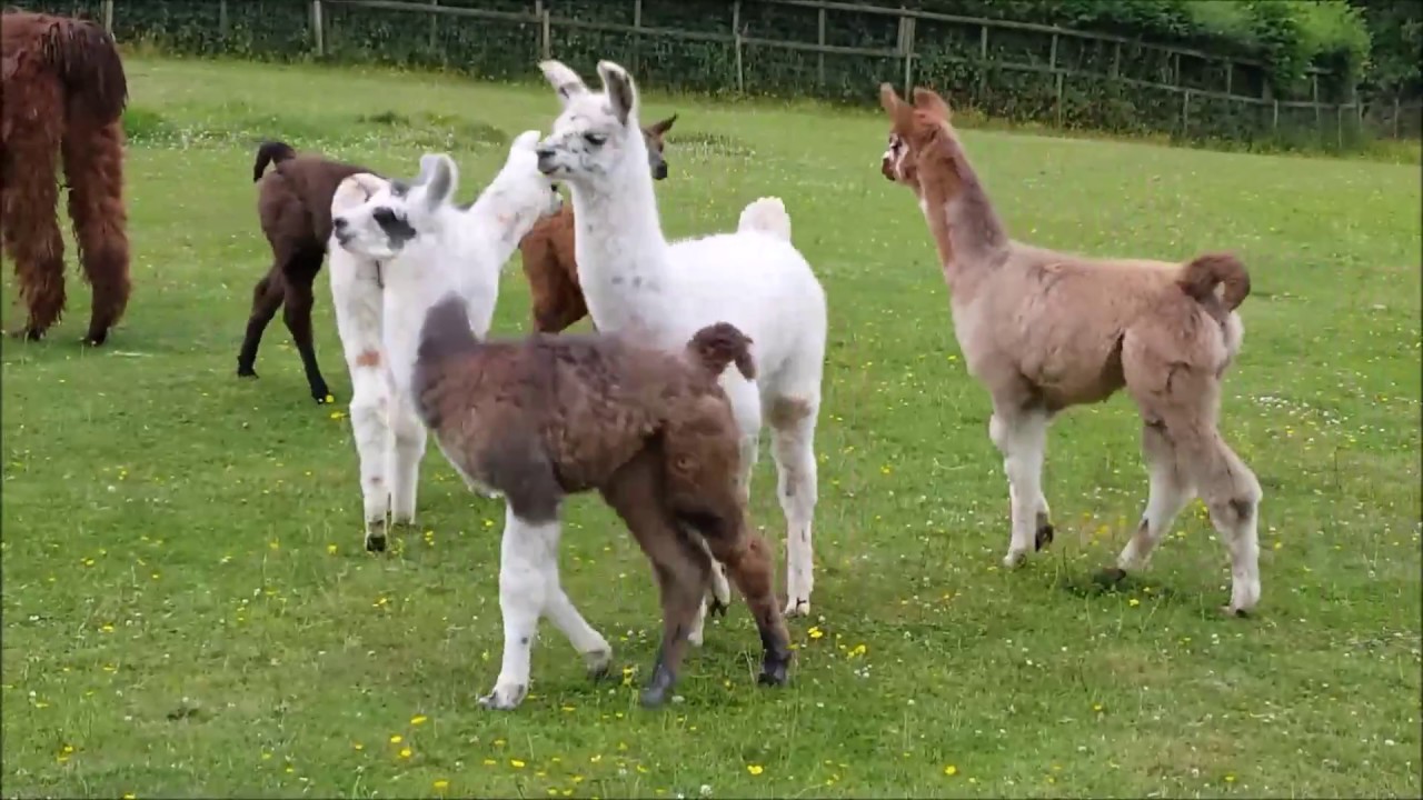 Midsummer Crias at Watertown Llamas 2017 - YouTube
