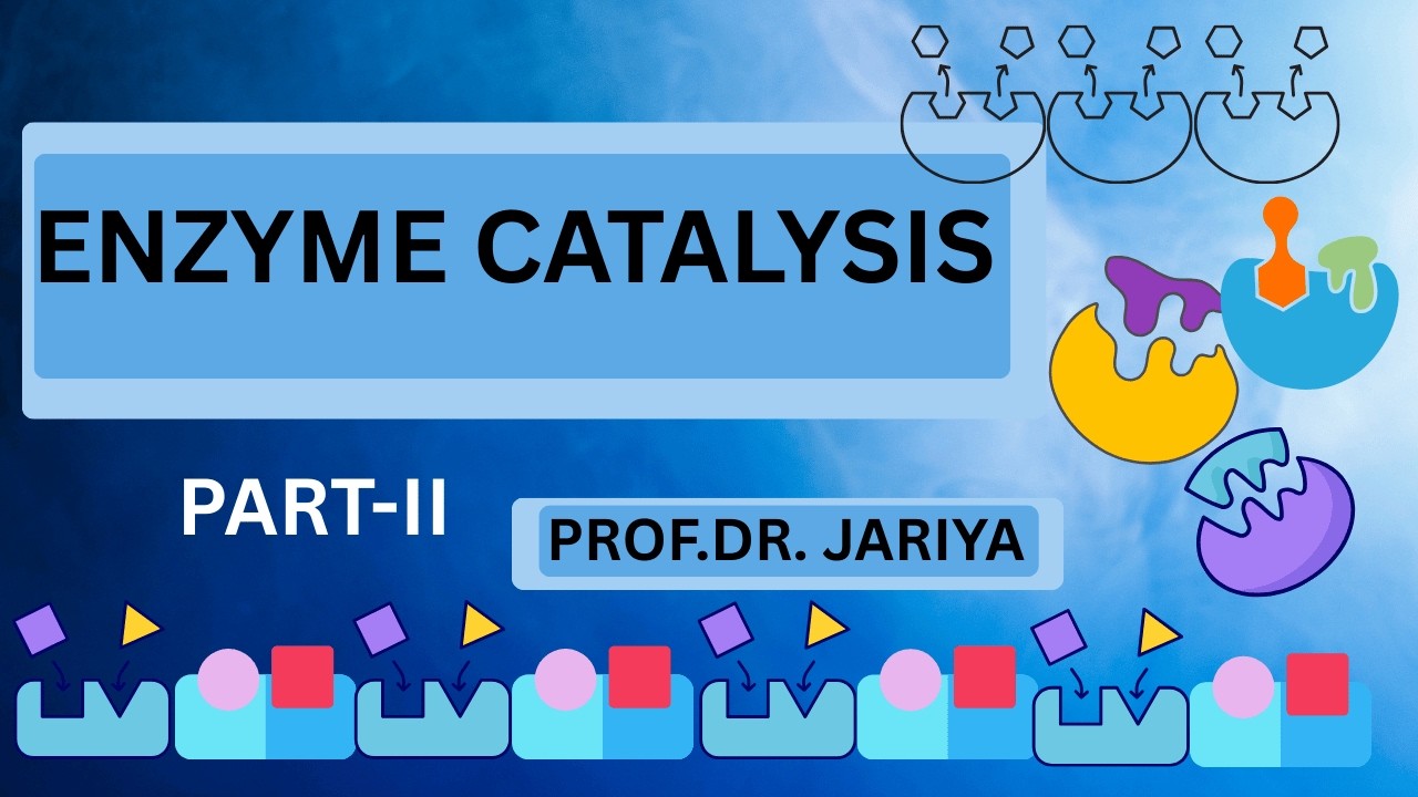Chymotrypsin Catalysis Explained | Proximity & Orientation (High-Yield ...