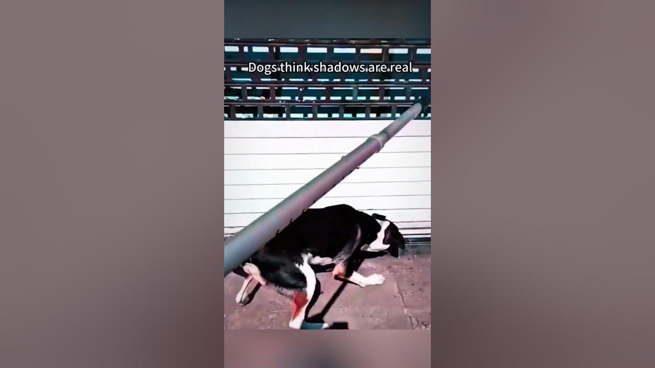 Funny Dog Compilation 😂 - YouTube