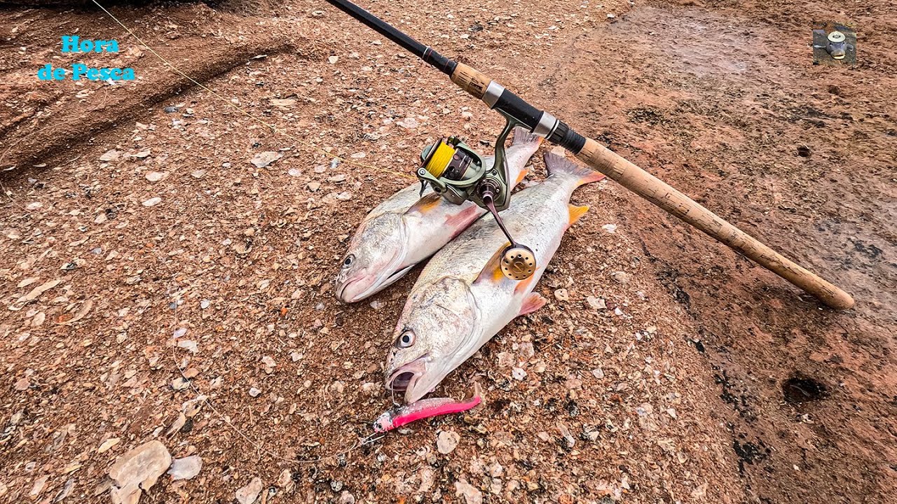 PESCA de CORVINAS con VINILOS y JIGS en PEÑAS. || How to fish corvina ...
