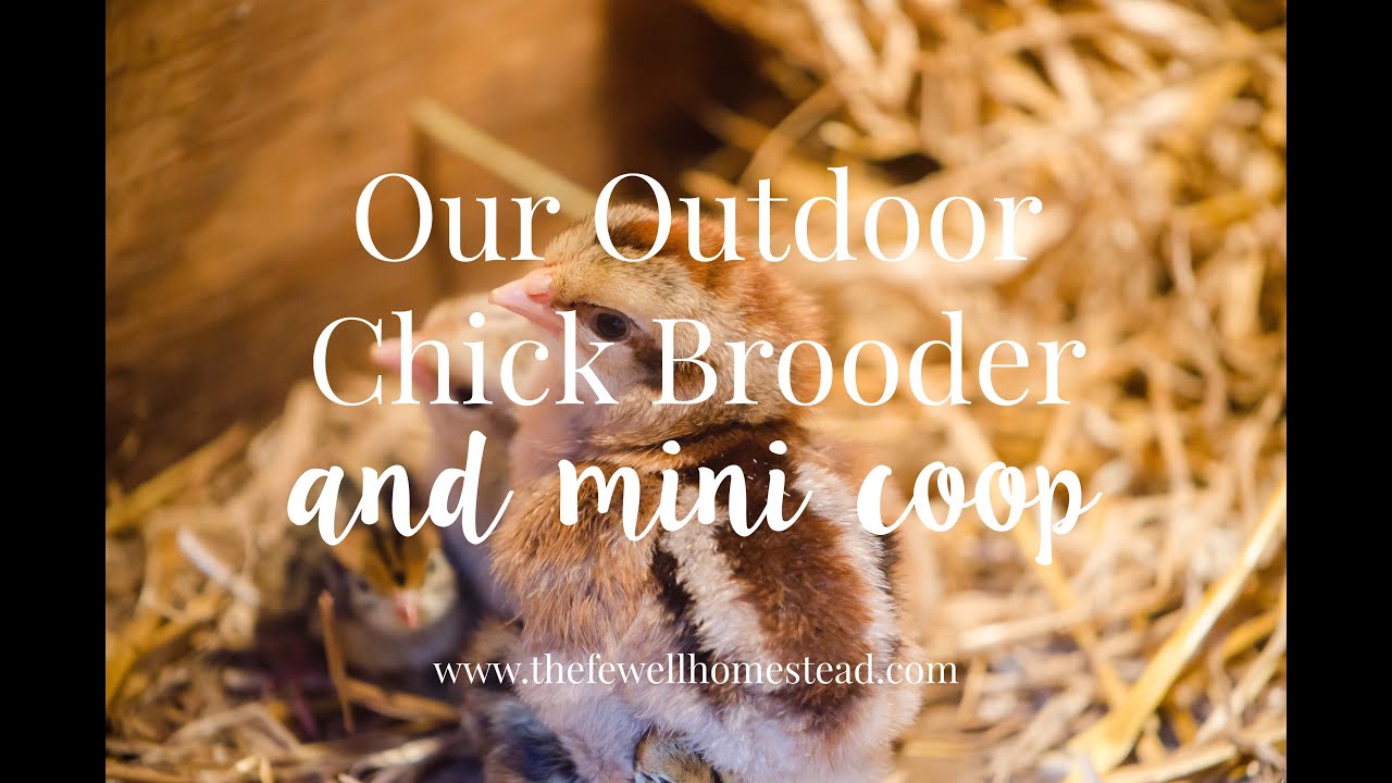Our Outdoor Chick Brooder and Mini Coop - YouTube