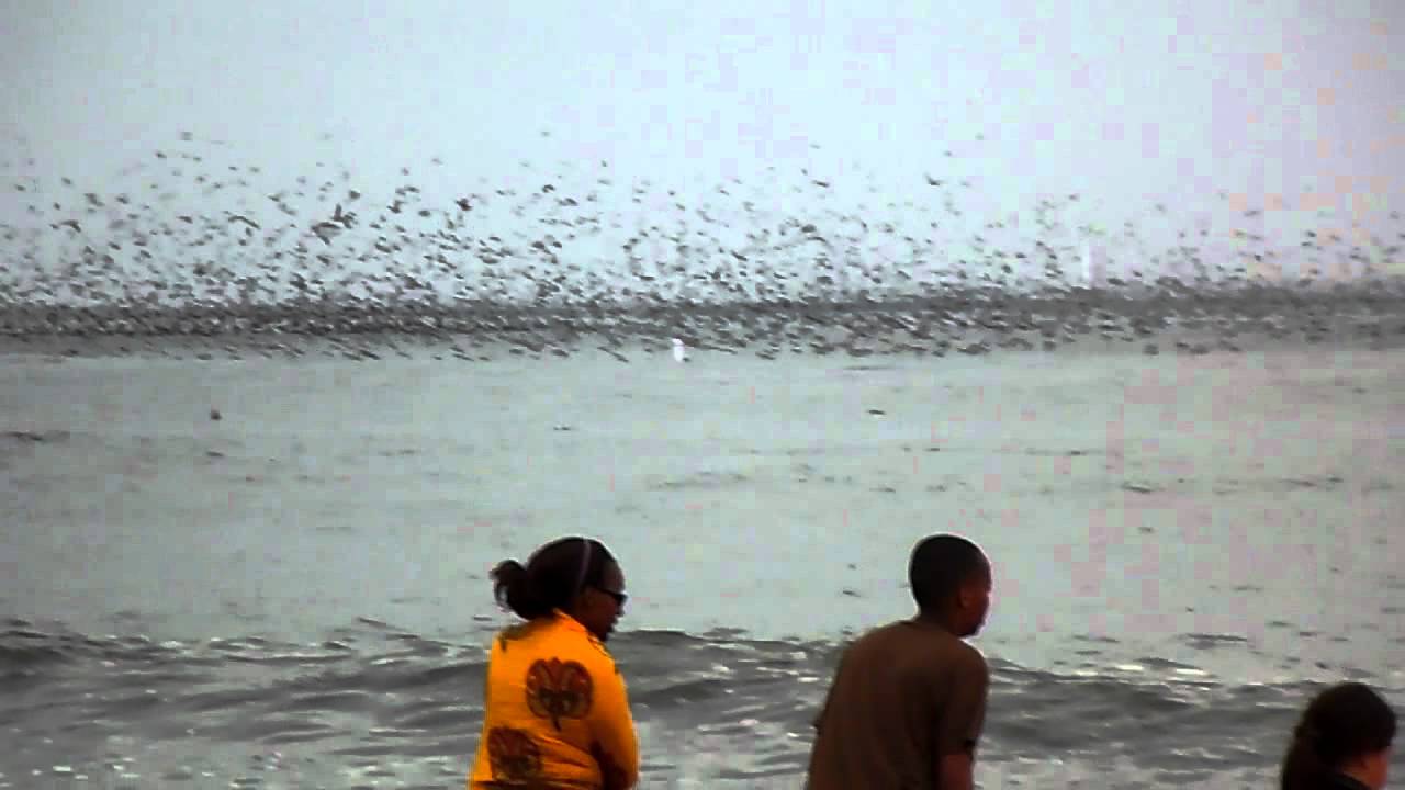 Santa Cruz Bird invasion 2011 - YouTube