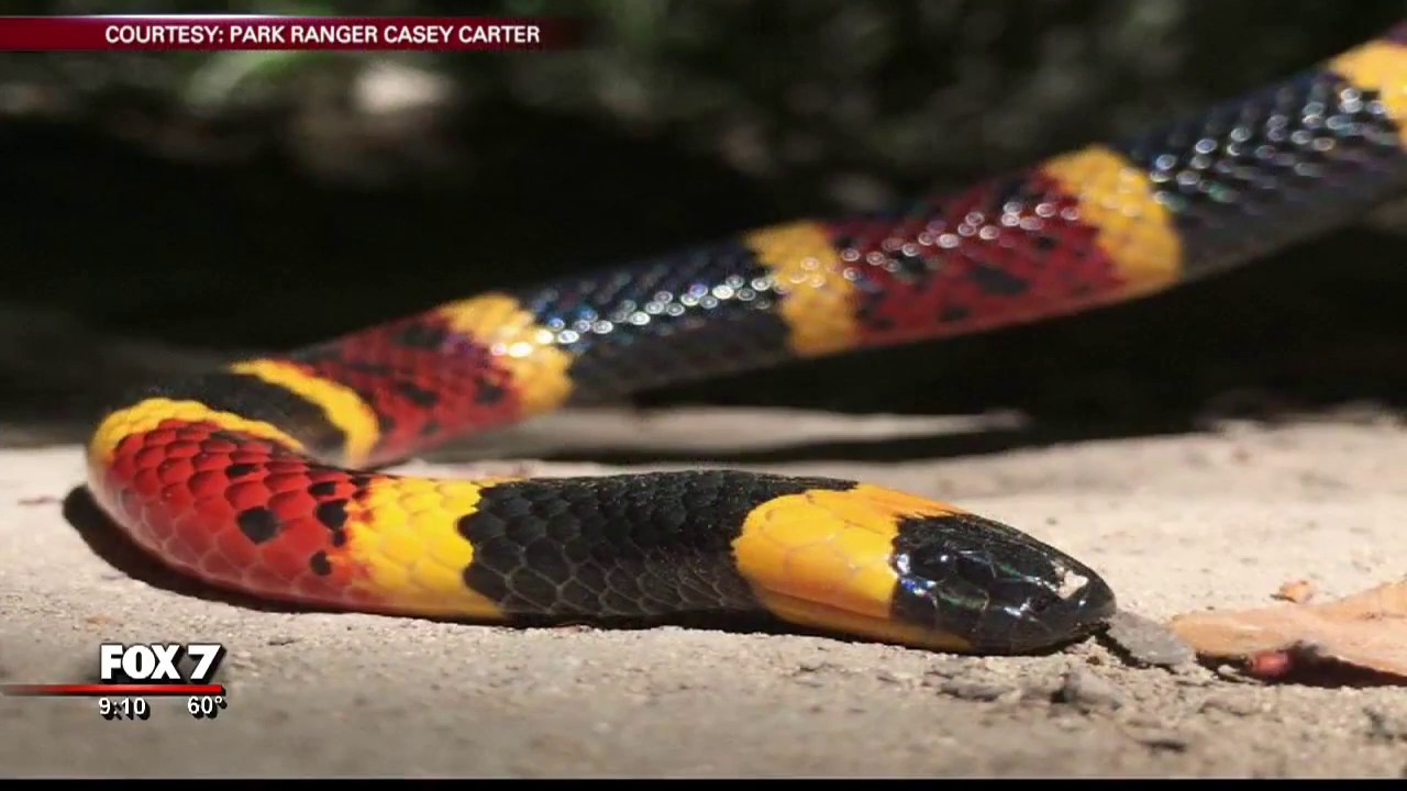 Austin park rangers identify which snakes are venomous | 4/2018 - YouTube